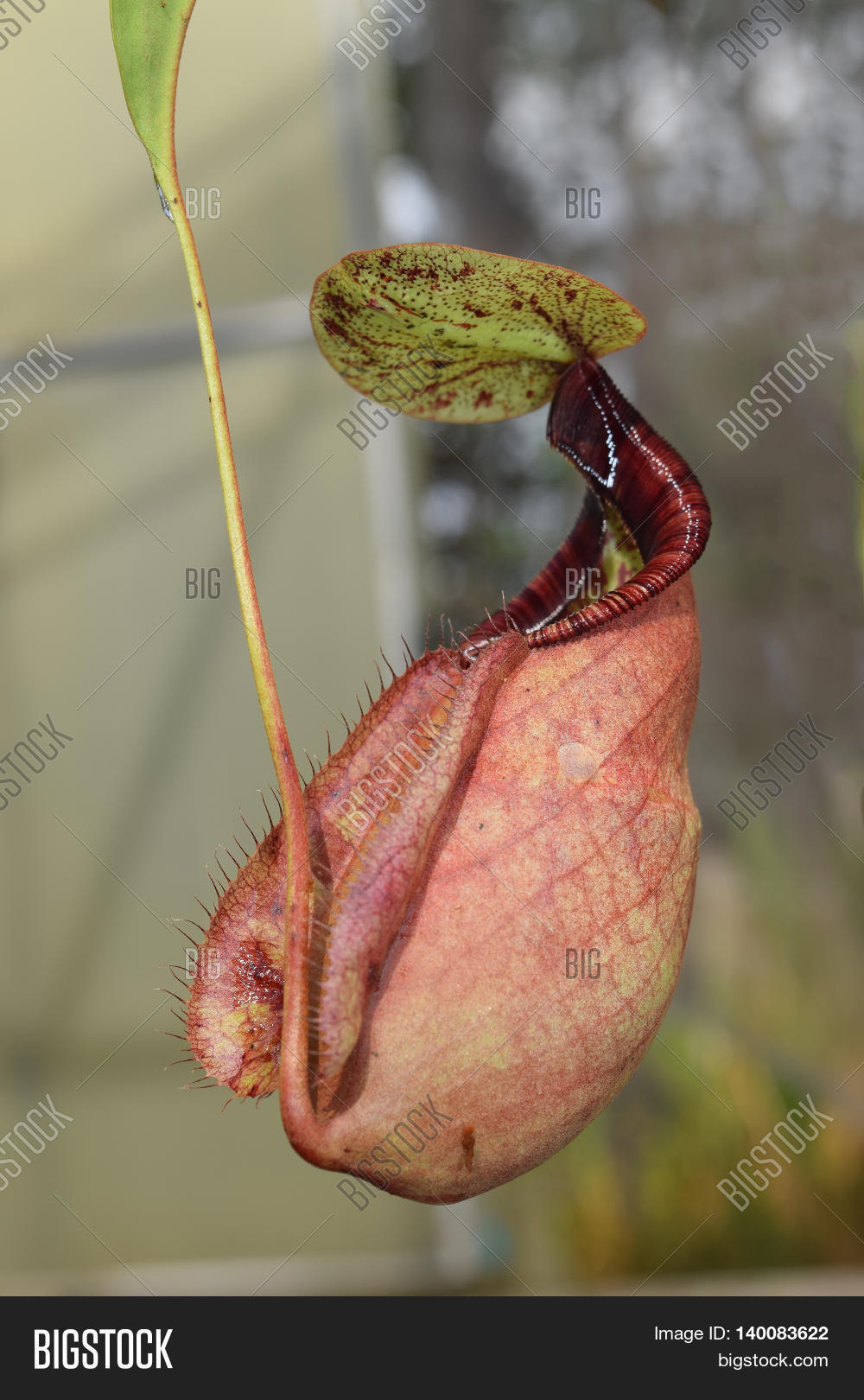 Beautiful Pitcher Image & Photo (Free Trial) | Bigstock