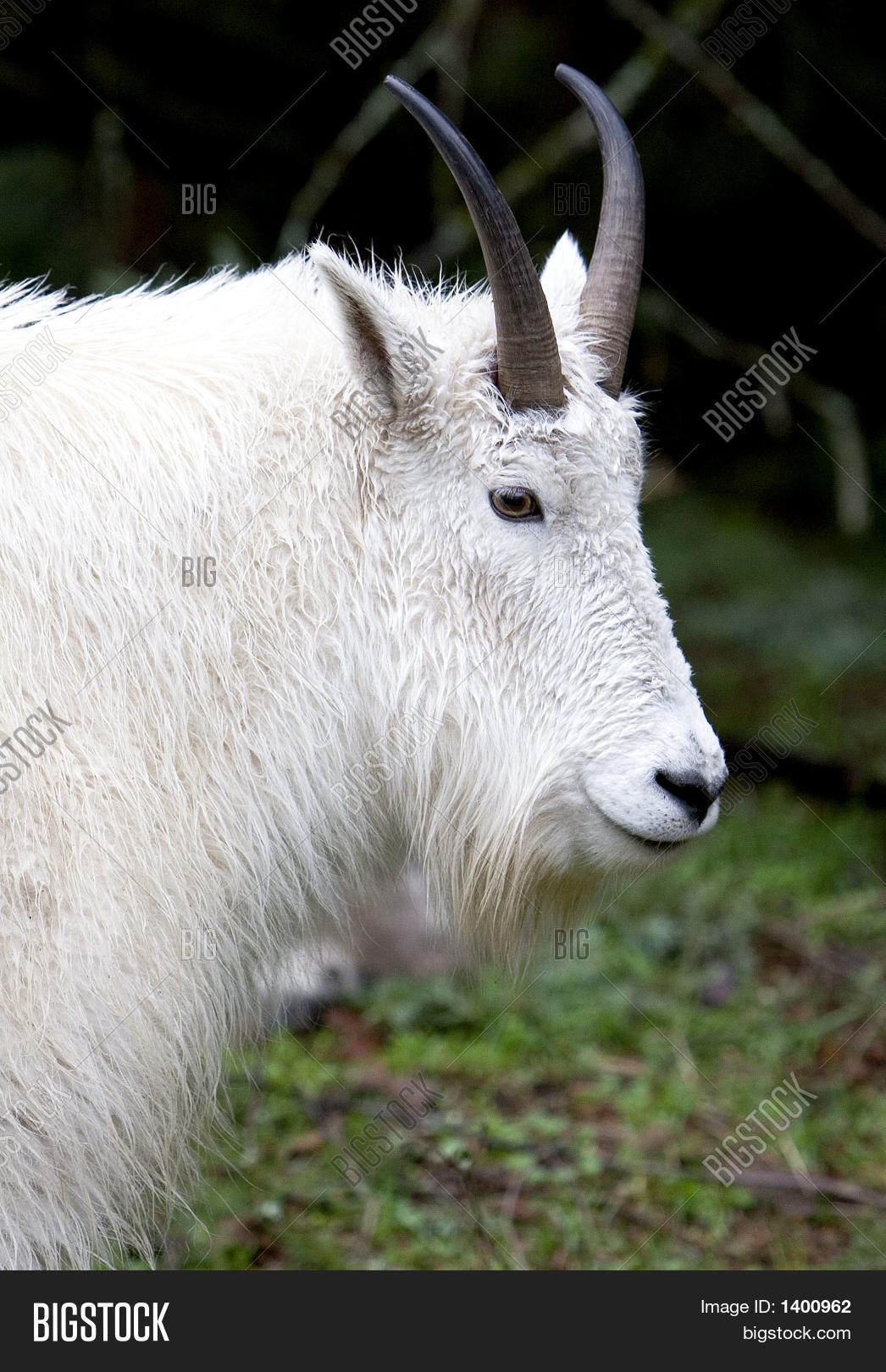 Goat Image & Photo (Free Trial) | Bigstock