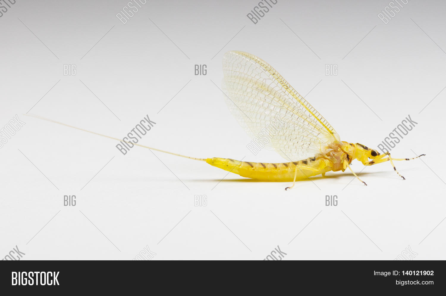 Giant Mayfly ( Image & Photo (Free Trial) | Bigstock