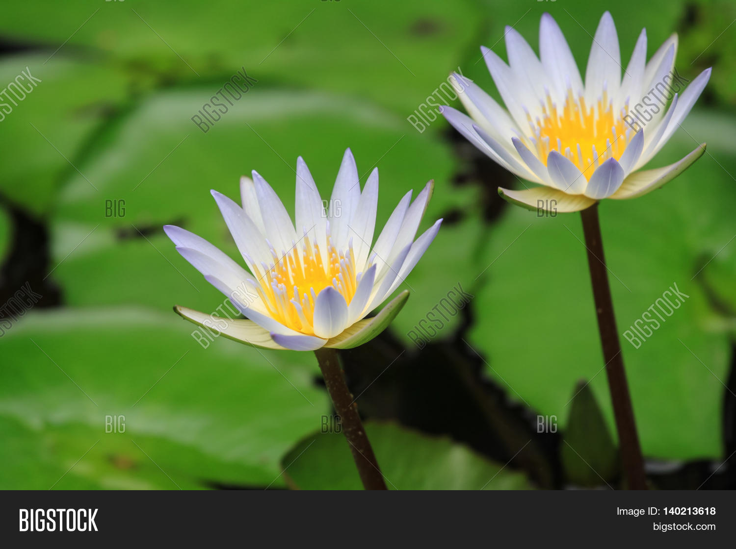 Close View Lotus Image & Photo (Free Trial) | Bigstock