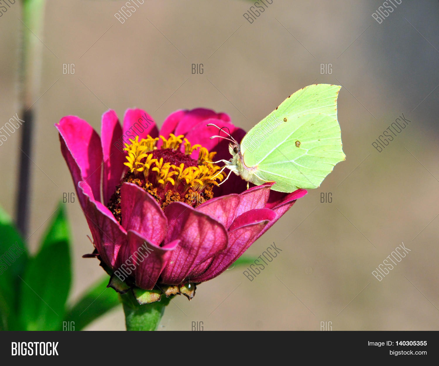Brimstone Butterfly. Image & Photo (Free Trial) | Bigstock