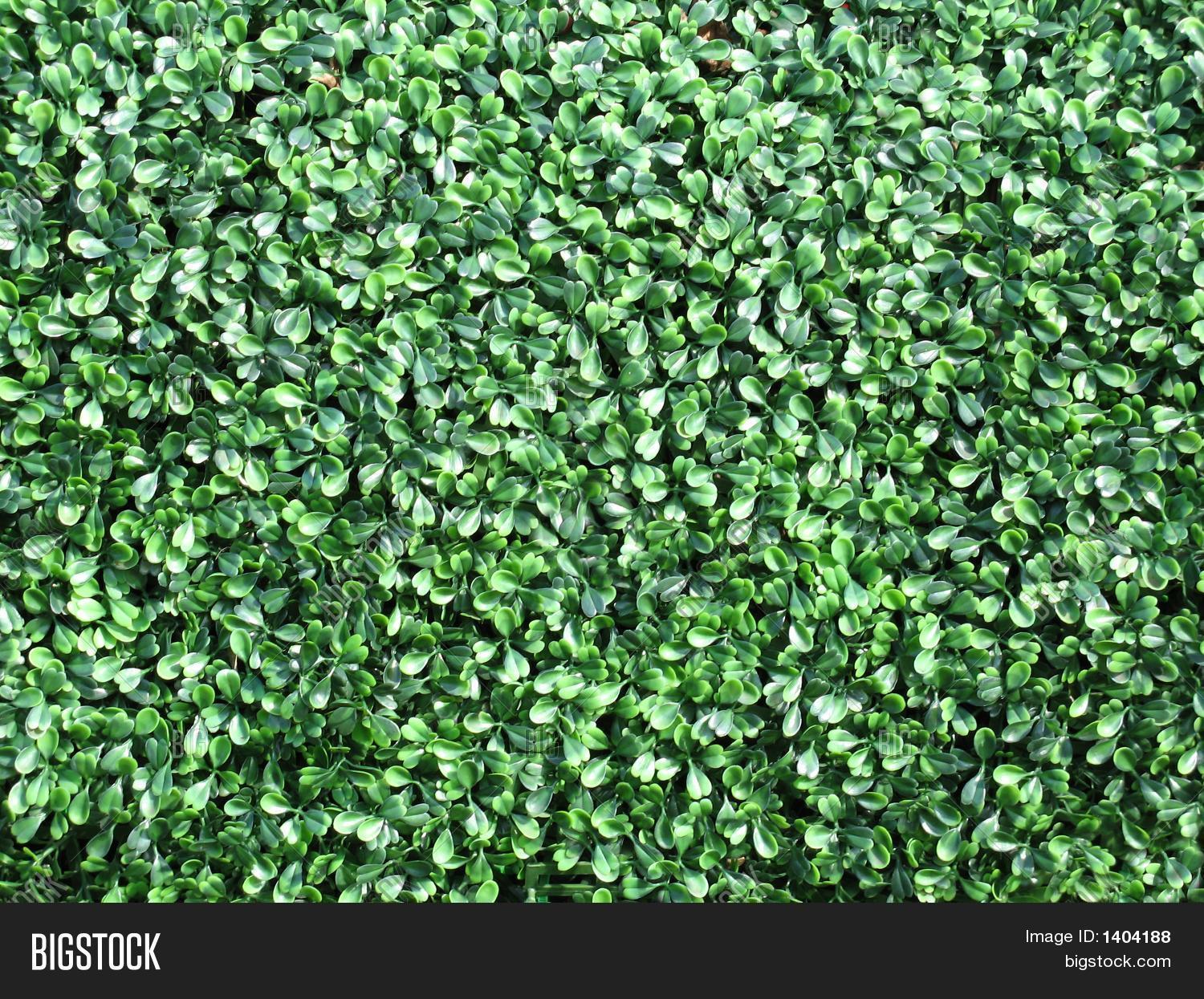 Close Box Hedge Image & Photo (Free Trial) | Bigstock