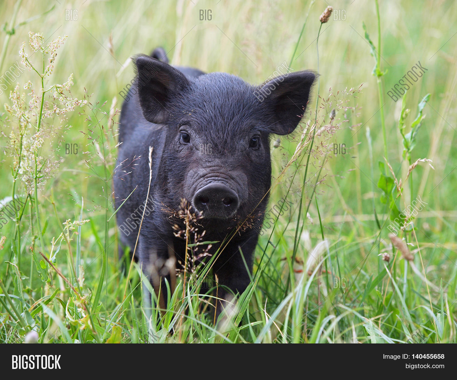 Black Mini Pig Image & Photo (Free Trial) | Bigstock