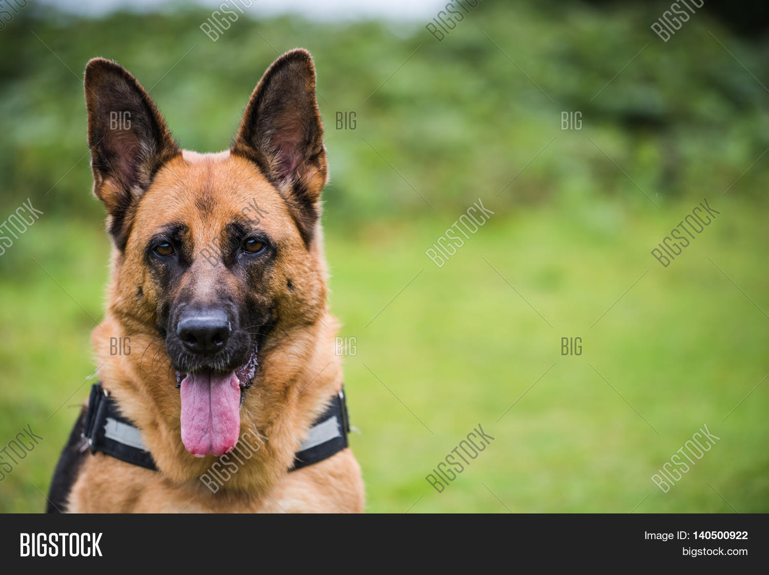 German Shepherd Close Image & Photo (Free Trial) | Bigstock
