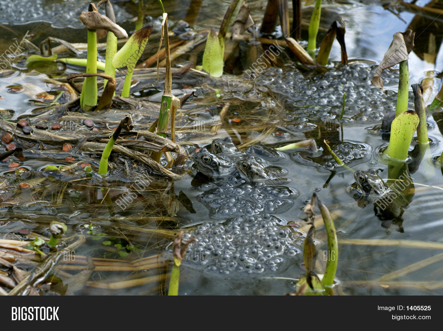 Frogs Laying Eggs Image & Photo (Free Trial) | Bigstock