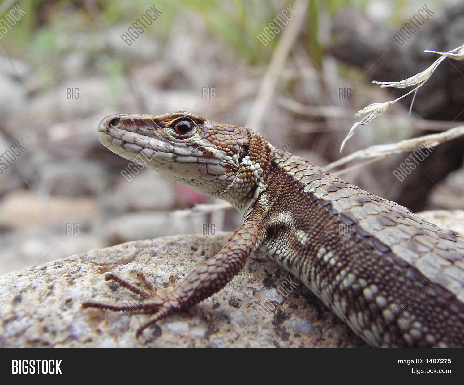 Amur Lizard ( Image & Photo (Free Trial) | Bigstock
