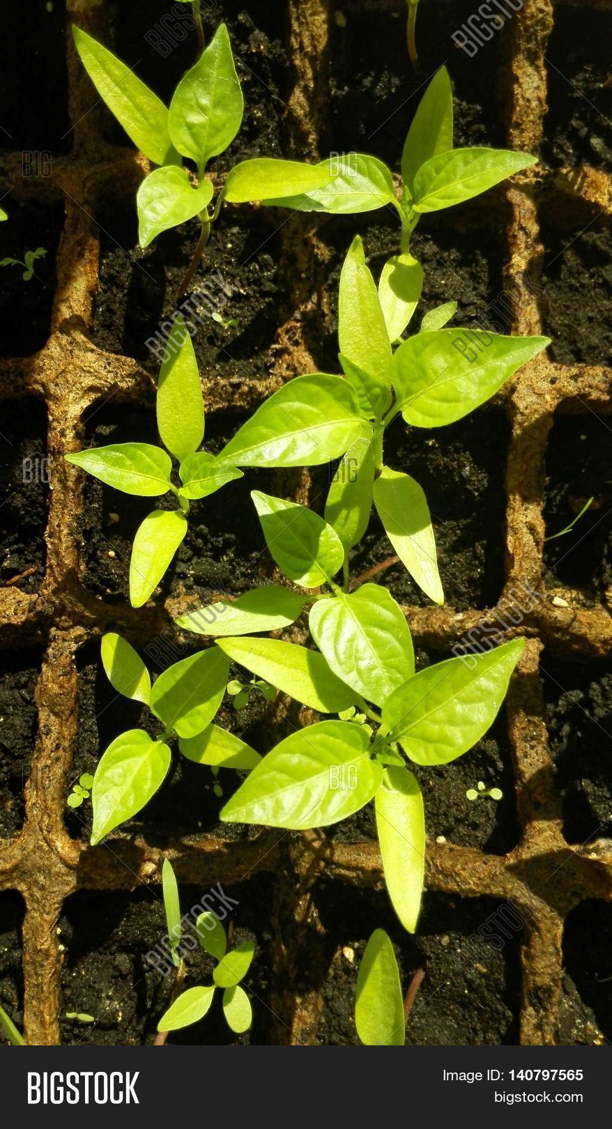 Green Sprout Growing Image & Photo (Free Trial) | Bigstock