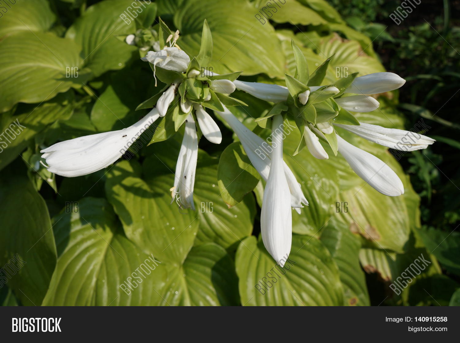 Hosta Hybrid 'Royal Image & Photo (Free Trial) | Bigstock