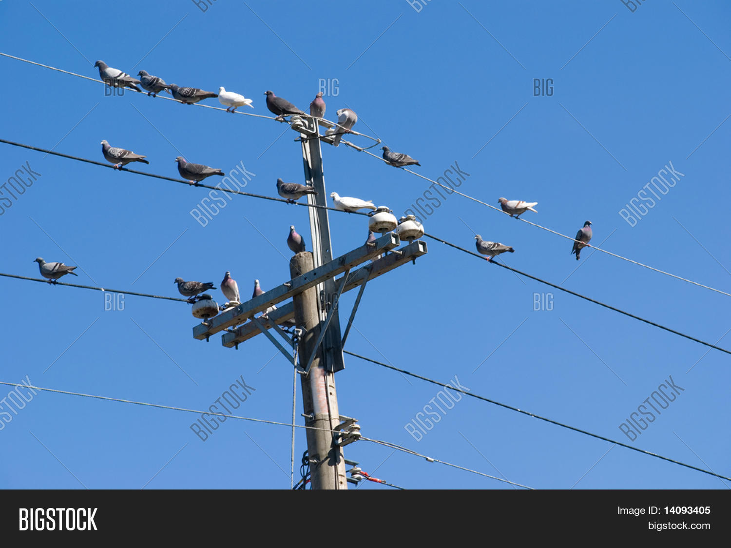 Birds On Wire Image & Photo (Free Trial) | Bigstock