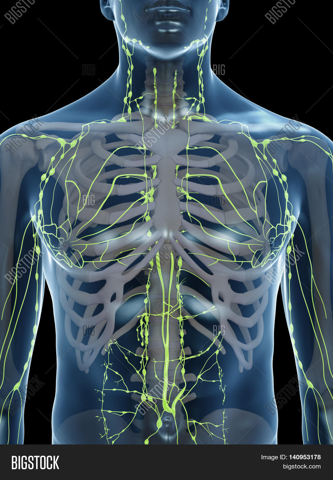 3d Rendered Medically Image & Photo (Free Trial) | Bigstock