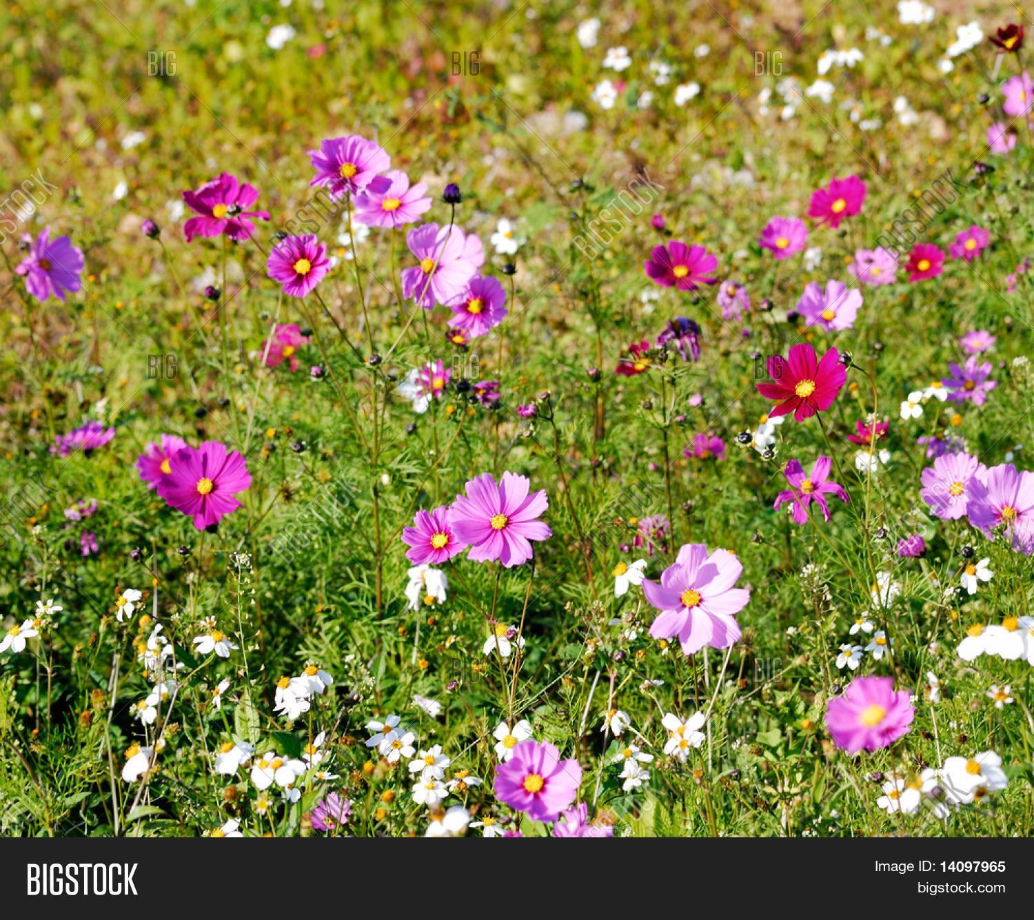 Red Flowers (Forest Image & Photo (Free Trial) | Bigstock