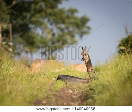 Brown Hare On Path, Image & Photo (Free Trial) | Bigstock