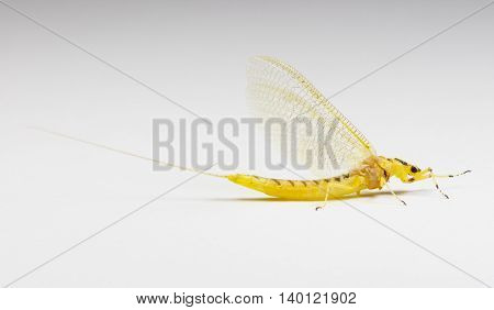 Giant Mayfly ( Image & Photo (Free Trial) | Bigstock