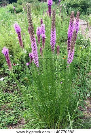 Native Midwest USA Image & Photo (Free Trial) | Bigstock