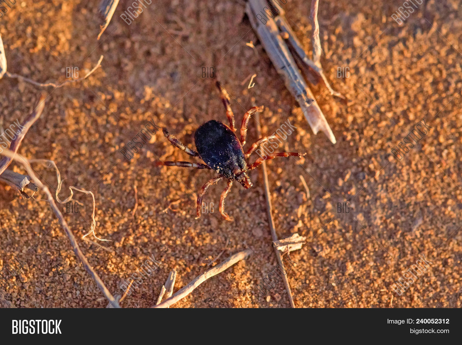 Close Hyalomma Tick Image & Photo (Free Trial) | Bigstock