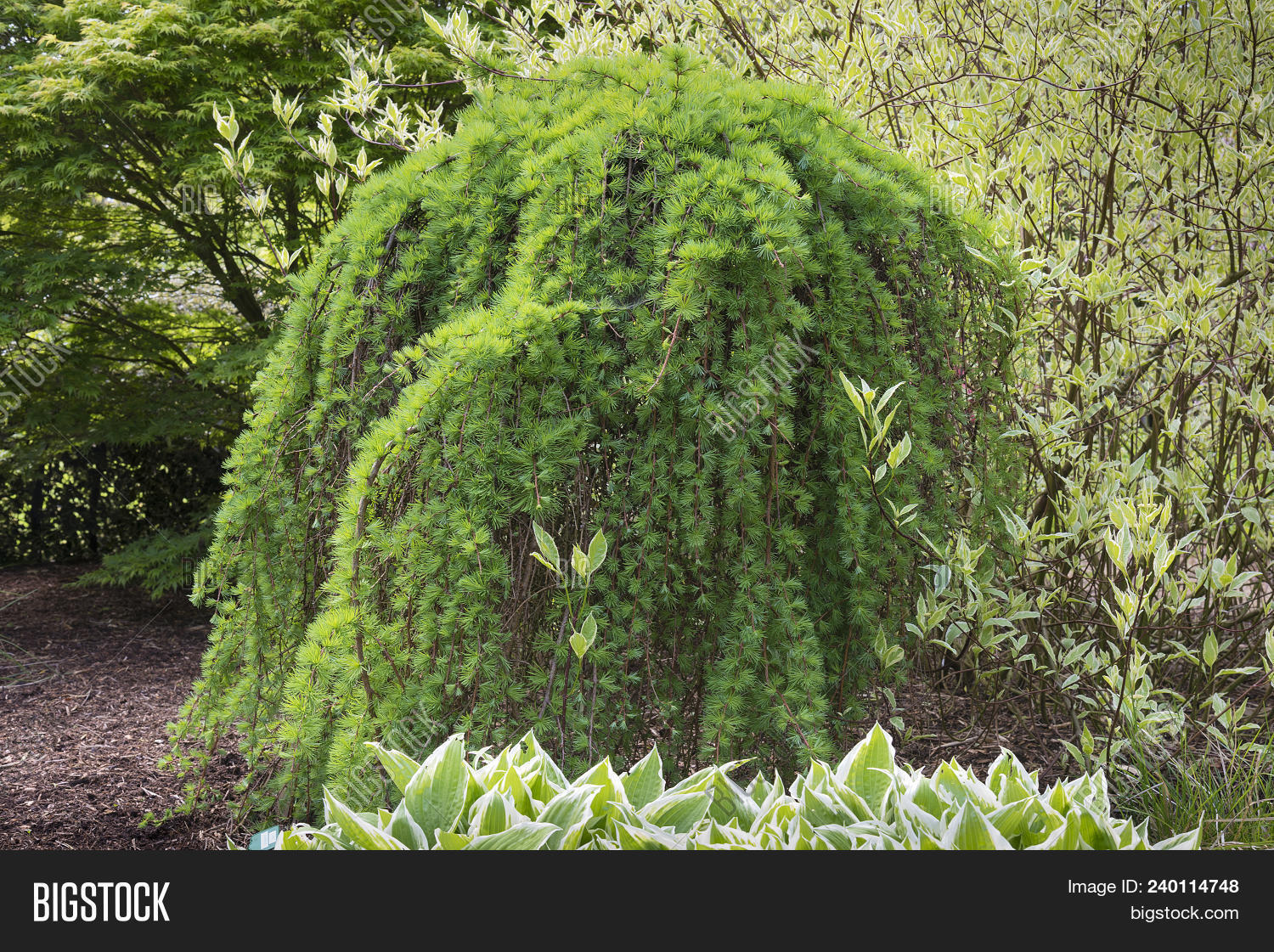 Larix Kaempferi Image & Photo (Free Trial) | Bigstock