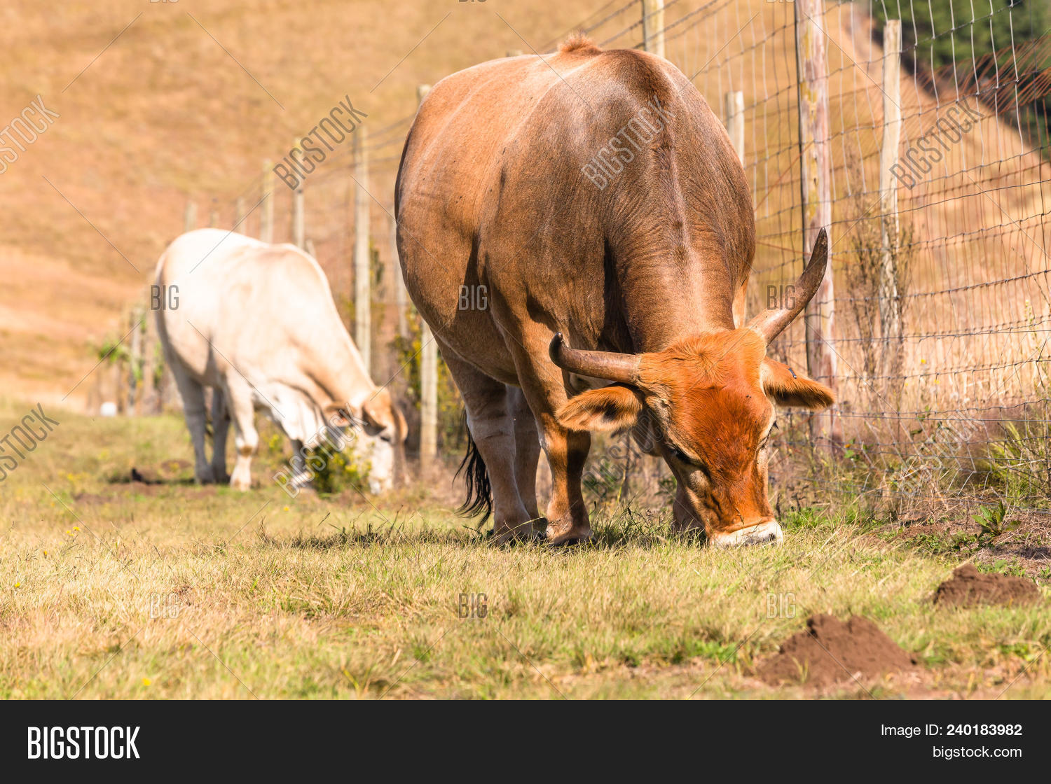 Animals Cattle Beef Image & Photo (Free Trial) | Bigstock