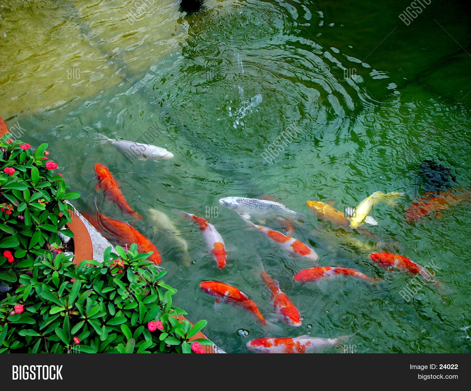 Karpa Fish Image & Photo (Free Trial) | Bigstock