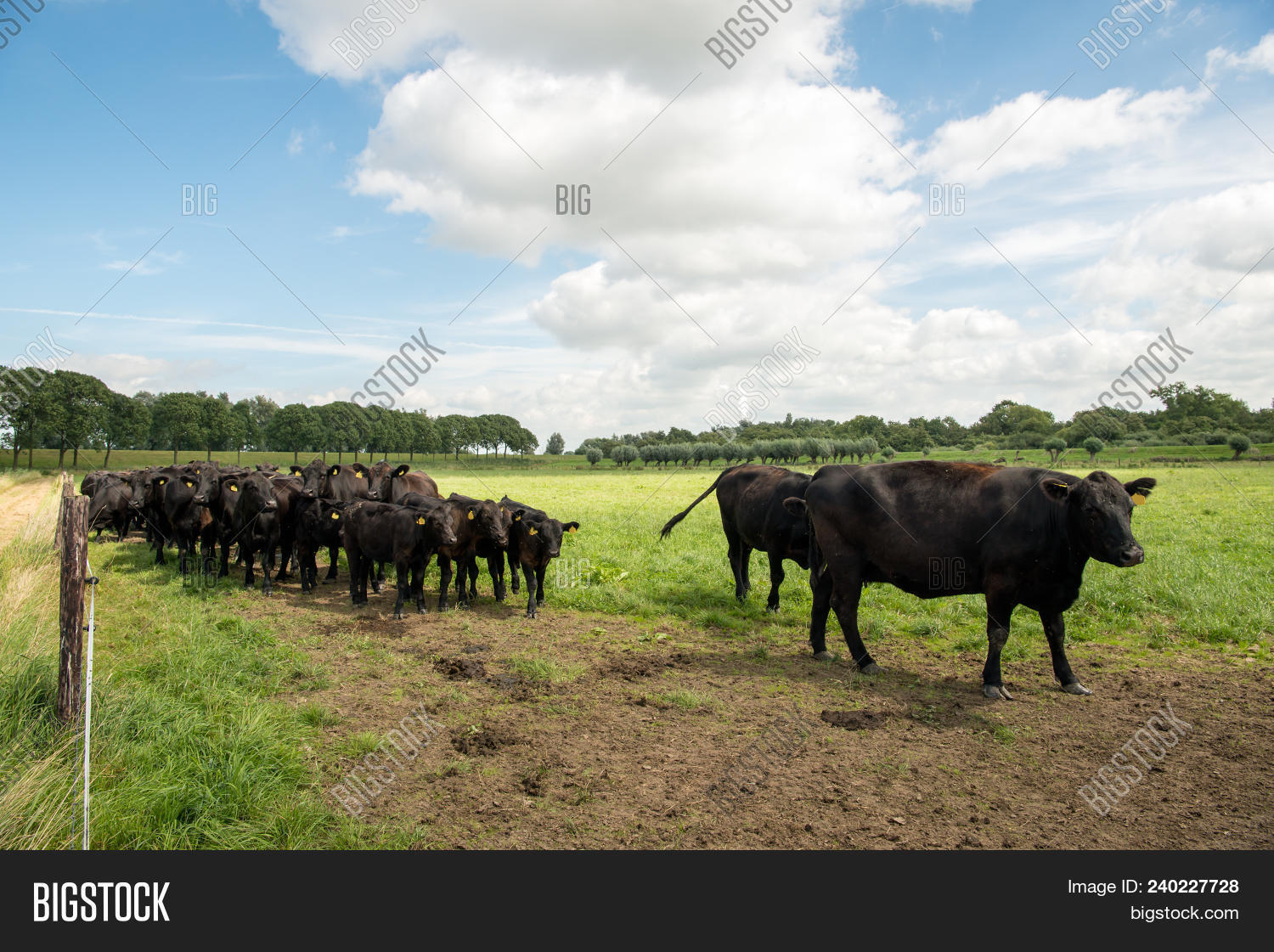 Black Angus Cattle Image & Photo (Free Trial) | Bigstock