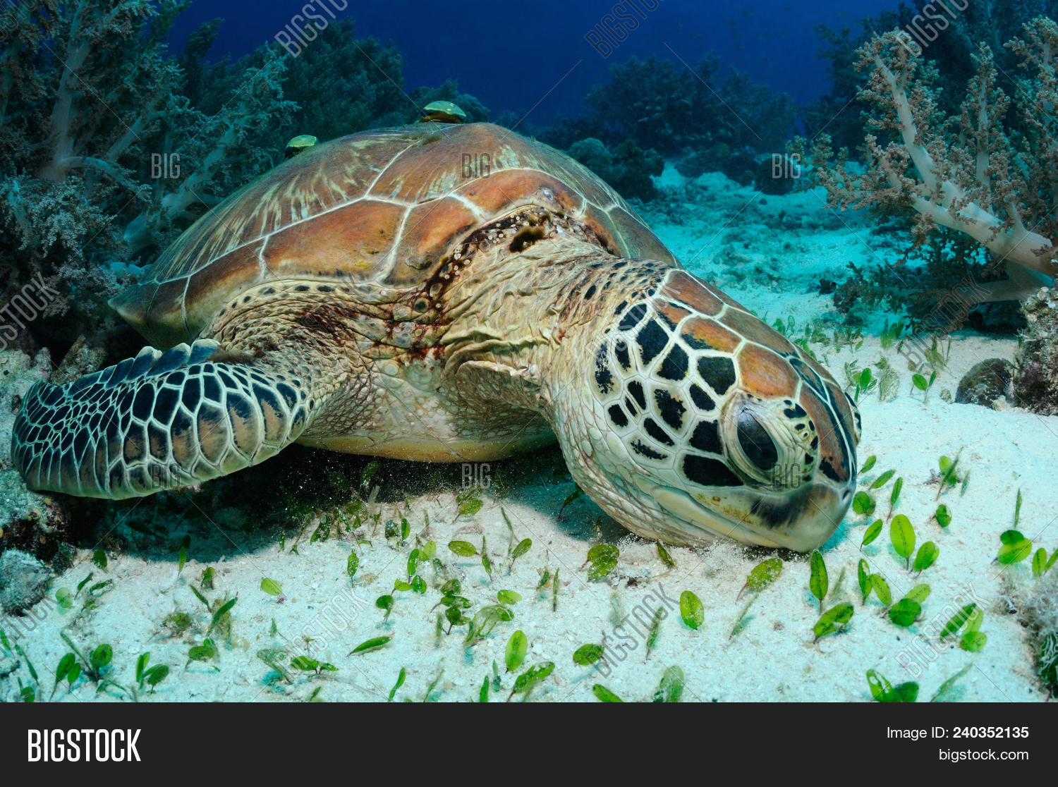 Sea Turtle Eating Image & Photo (Free Trial) | Bigstock