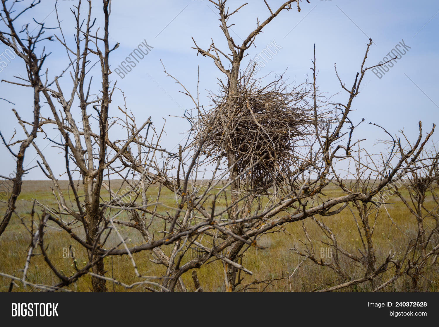 Old Bird Nest Made Image & Photo (Free Trial) | Bigstock