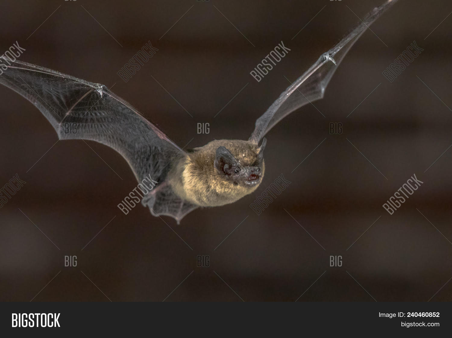 Close Pipistrelle Bat Image & Photo (Free Trial) | Bigstock