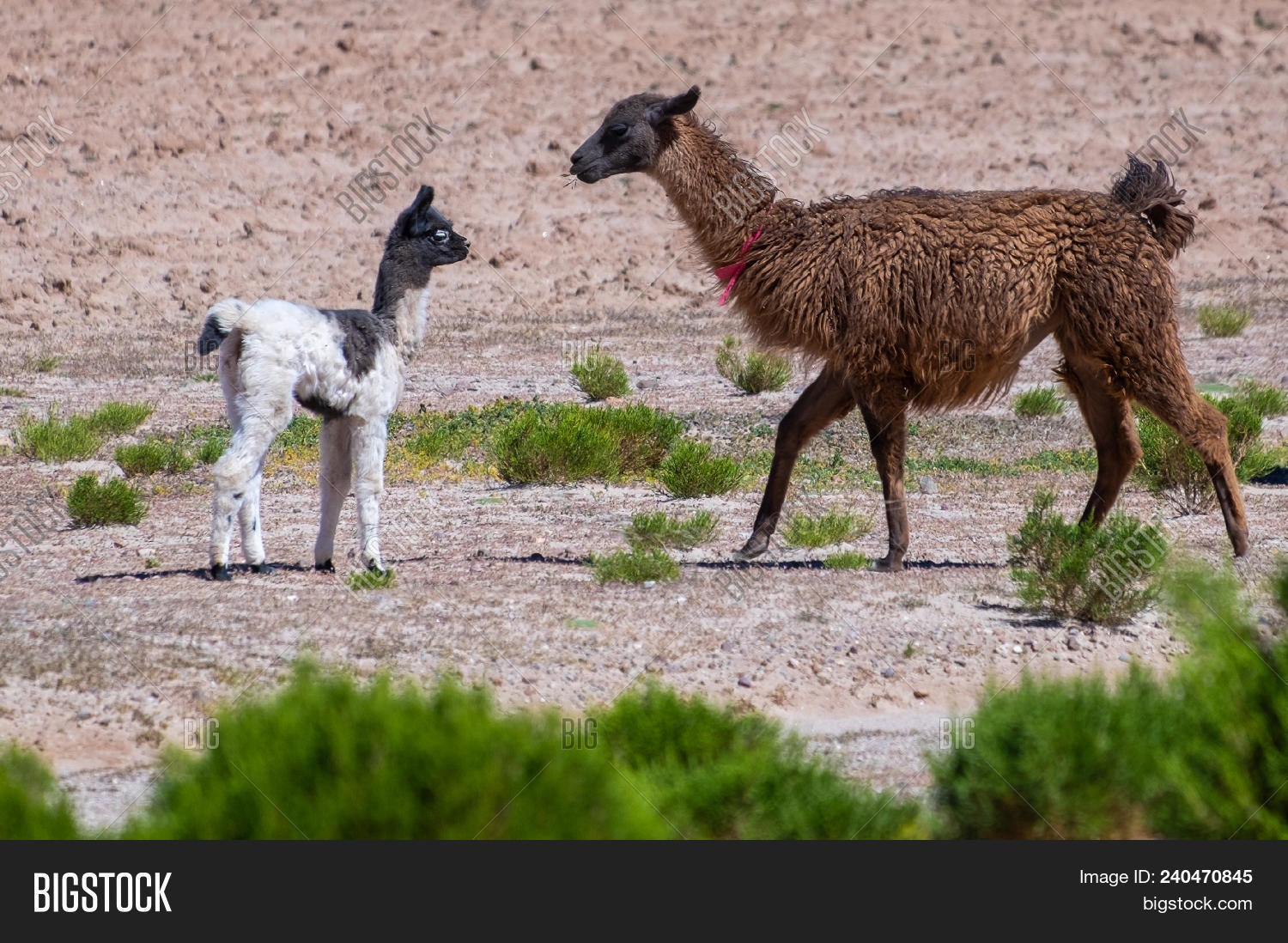 Two Llamas (Lama Glama Image & Photo (Free Trial) | Bigstock