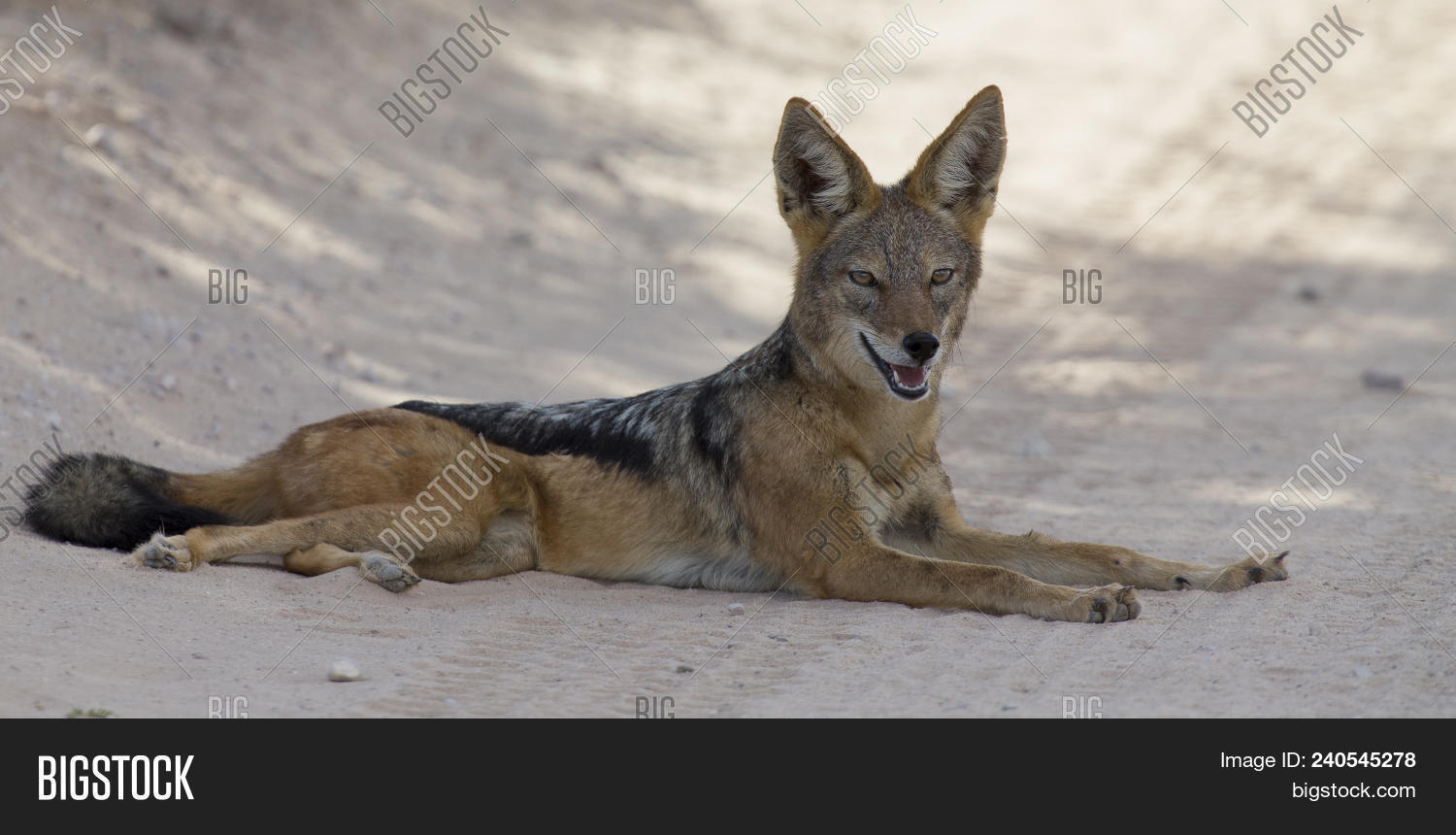 Black Backed Jackal Image & Photo (Free Trial) | Bigstock