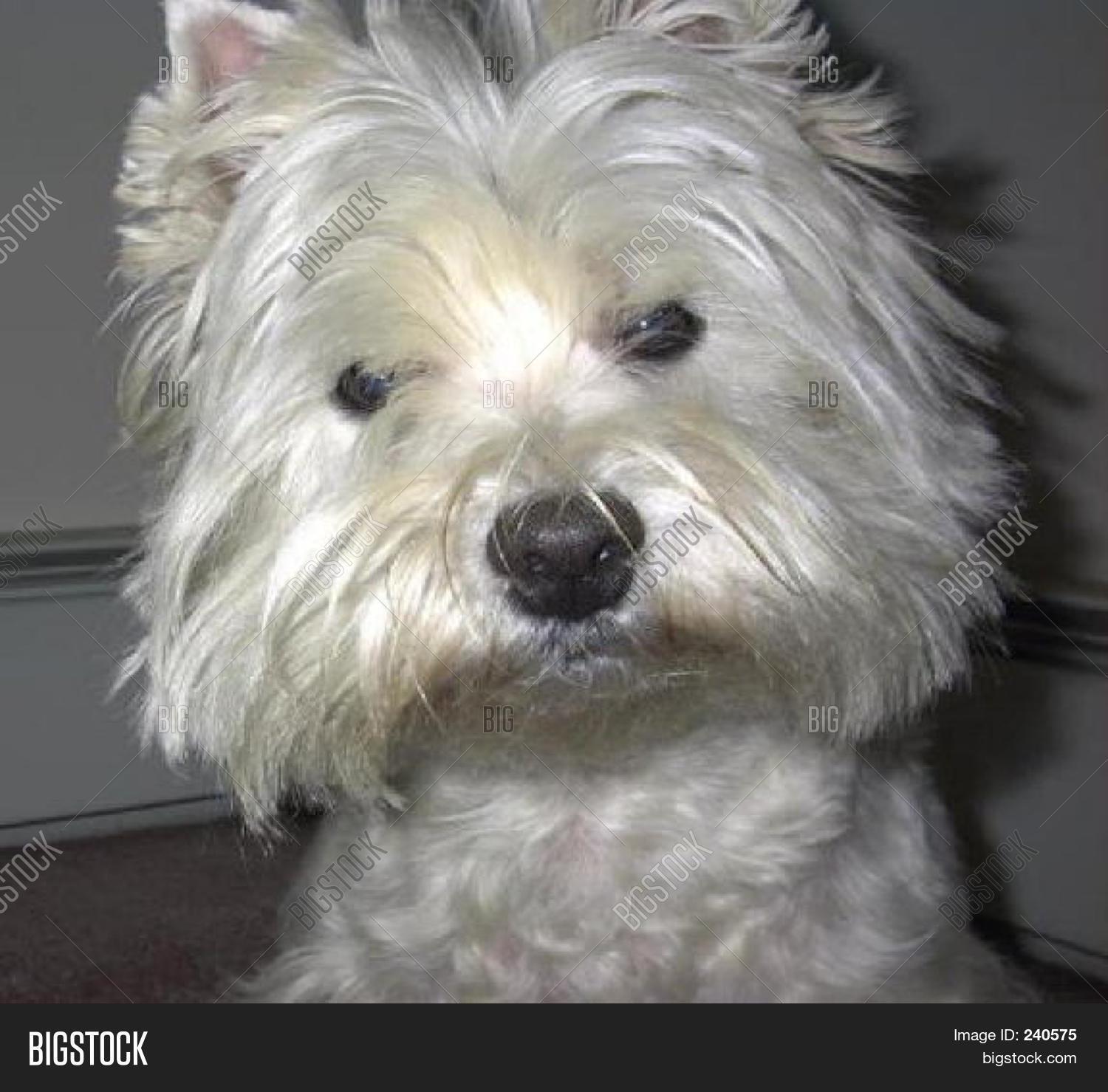 Adorable Westie Face Image & Photo (Free Trial) | Bigstock