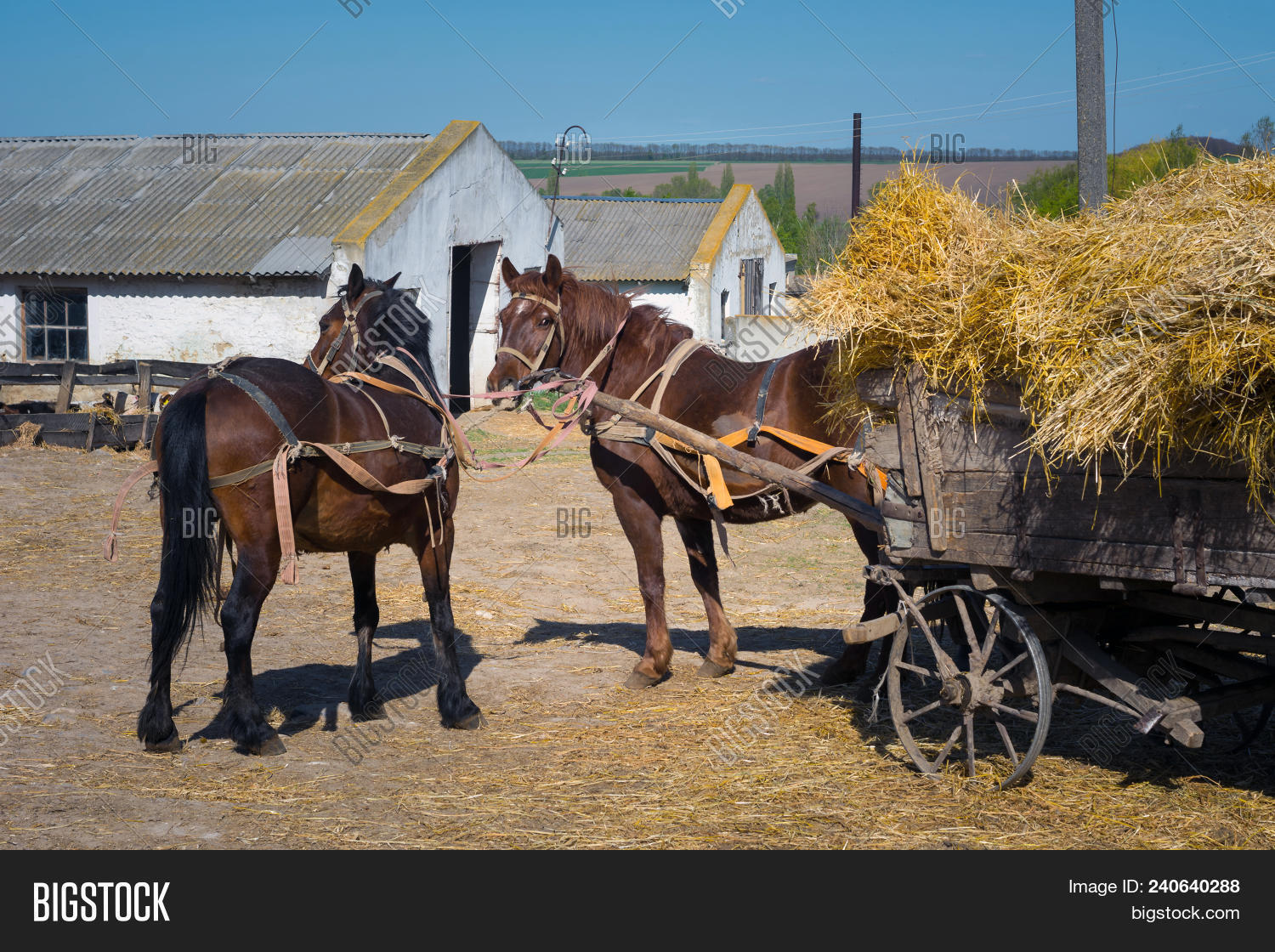 Horses Harnessed Cart Image & Photo (Free Trial) | Bigstock