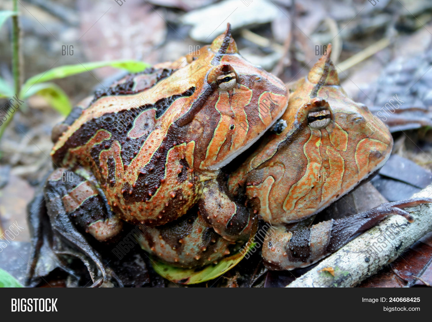 Surinam Horned Frogs, Image & Photo (Free Trial) | Bigstock
