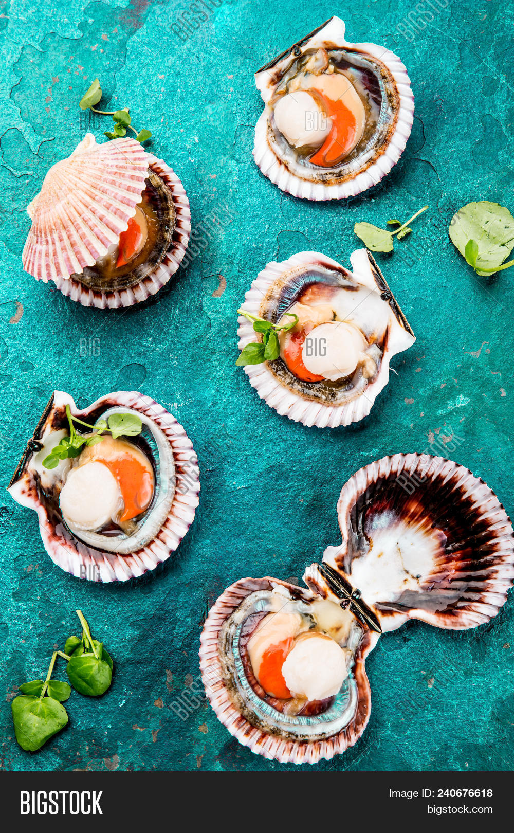 Raw Opened Shellfish Image & Photo (Free Trial) | Bigstock