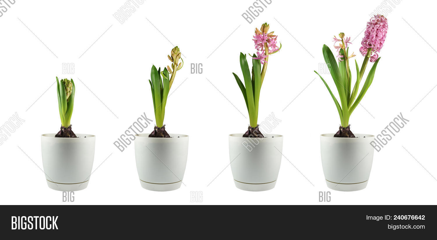 Four Stages Plant Image & Photo (Free Trial) | Bigstock