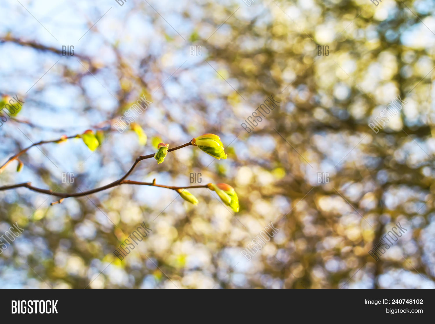 Green Branches Spring Image & Photo (Free Trial) | Bigstock
