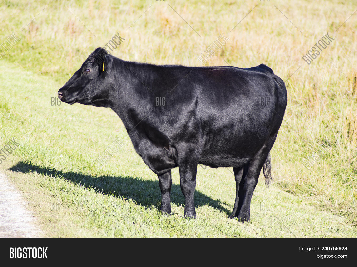 Handsome Black Angus Image & Photo (Free Trial) | Bigstock