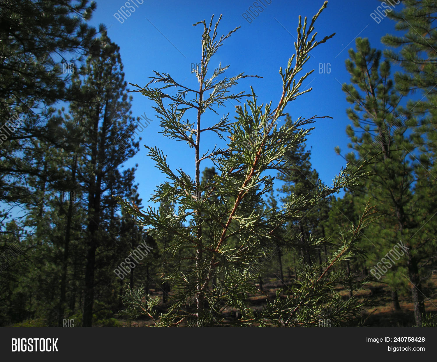 Cedar Sapling Image & Photo (Free Trial) | Bigstock