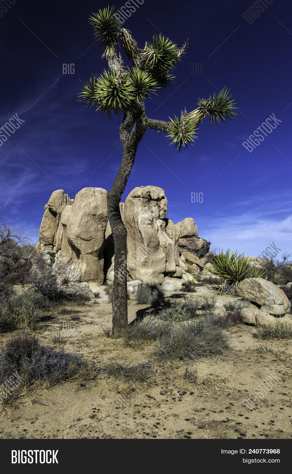 Joshua Tree (yucca Image & Photo (Free Trial) | Bigstock