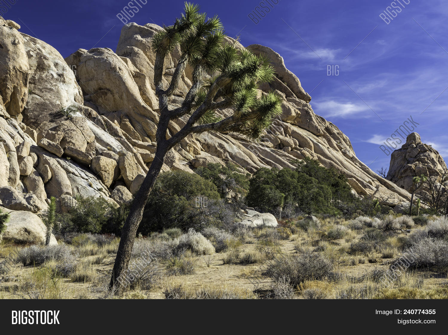 Joshua Tree (yucca Image & Photo (Free Trial) | Bigstock