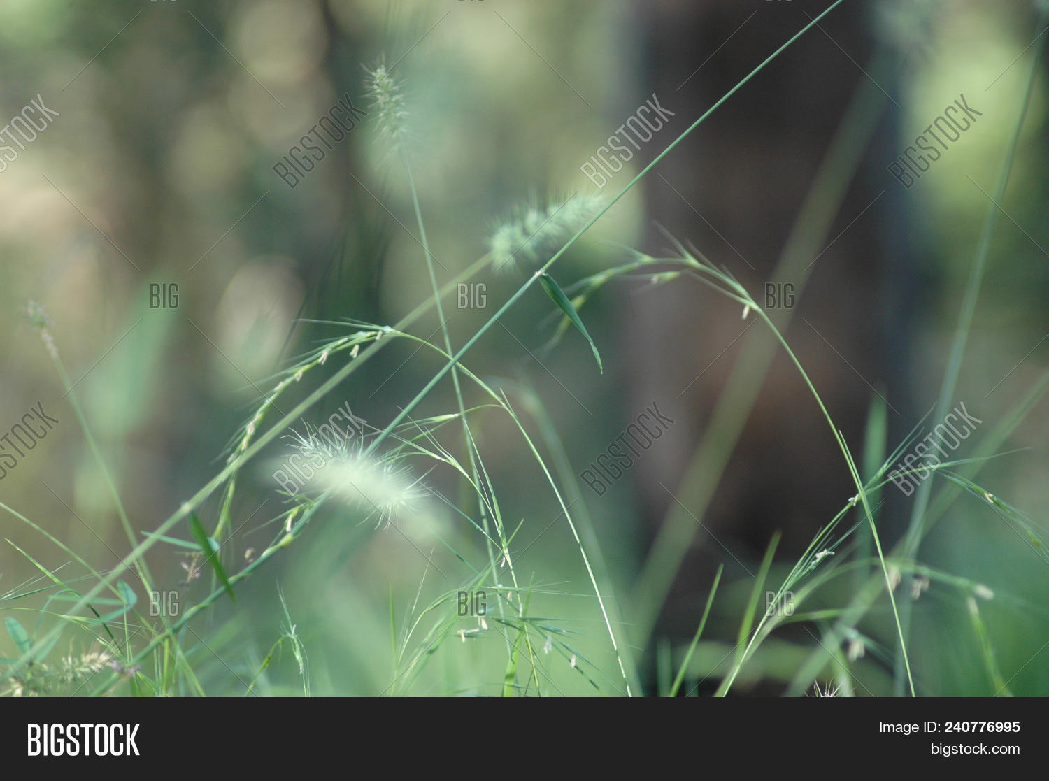 Stalks Green Grasses Image & Photo (Free Trial) | Bigstock