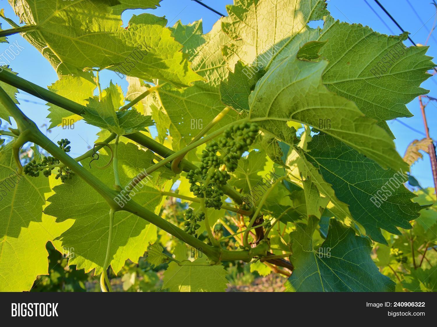 Young Grapevine Image & Photo (Free Trial) | Bigstock