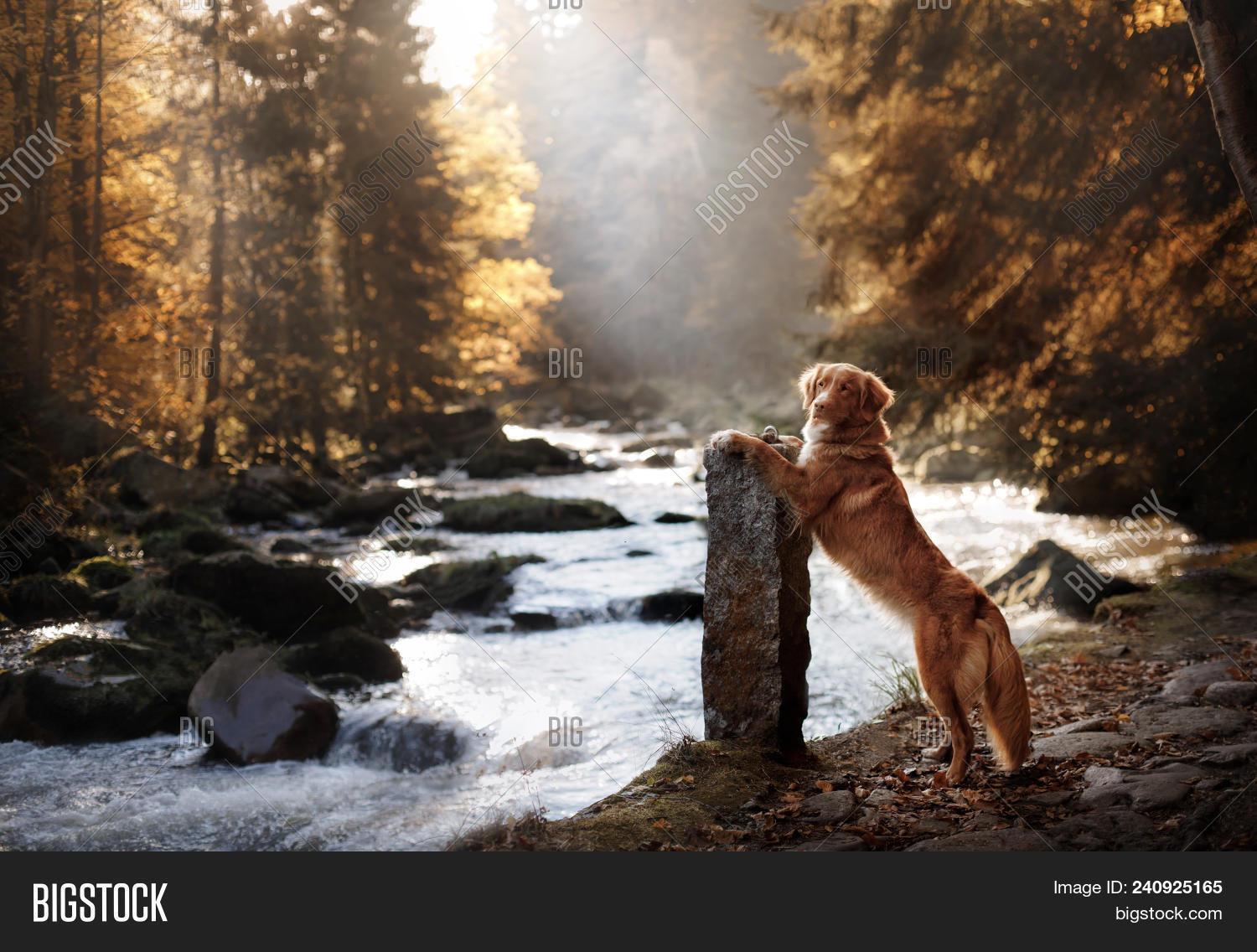 Dog By Waterfall. Pet Image & Photo (Free Trial) | Bigstock