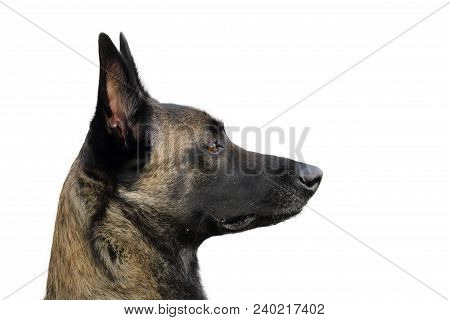 Face Malinois Belgian Image & Photo (Free Trial) | Bigstock