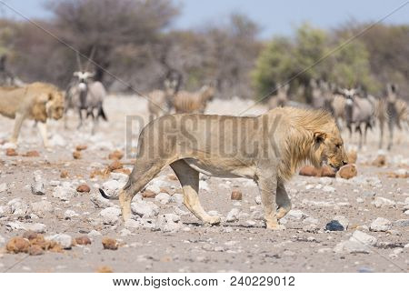 Lion Zebras Running Image & Photo (Free Trial) | Bigstock