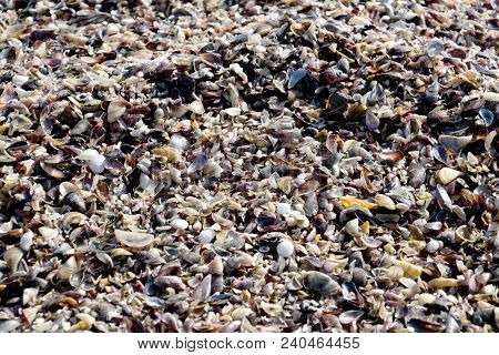 Heaps Seashells Image & Photo (Free Trial) | Bigstock