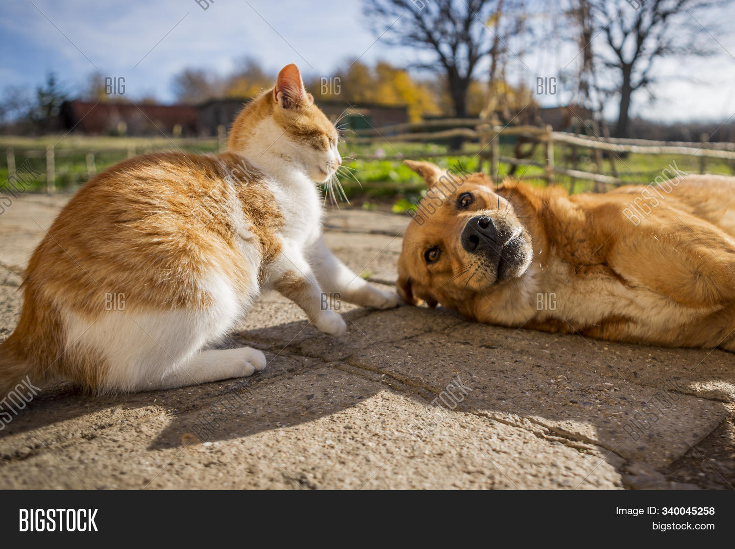 Dog Cat Play Together Image & Photo (Free Trial) | Bigstock