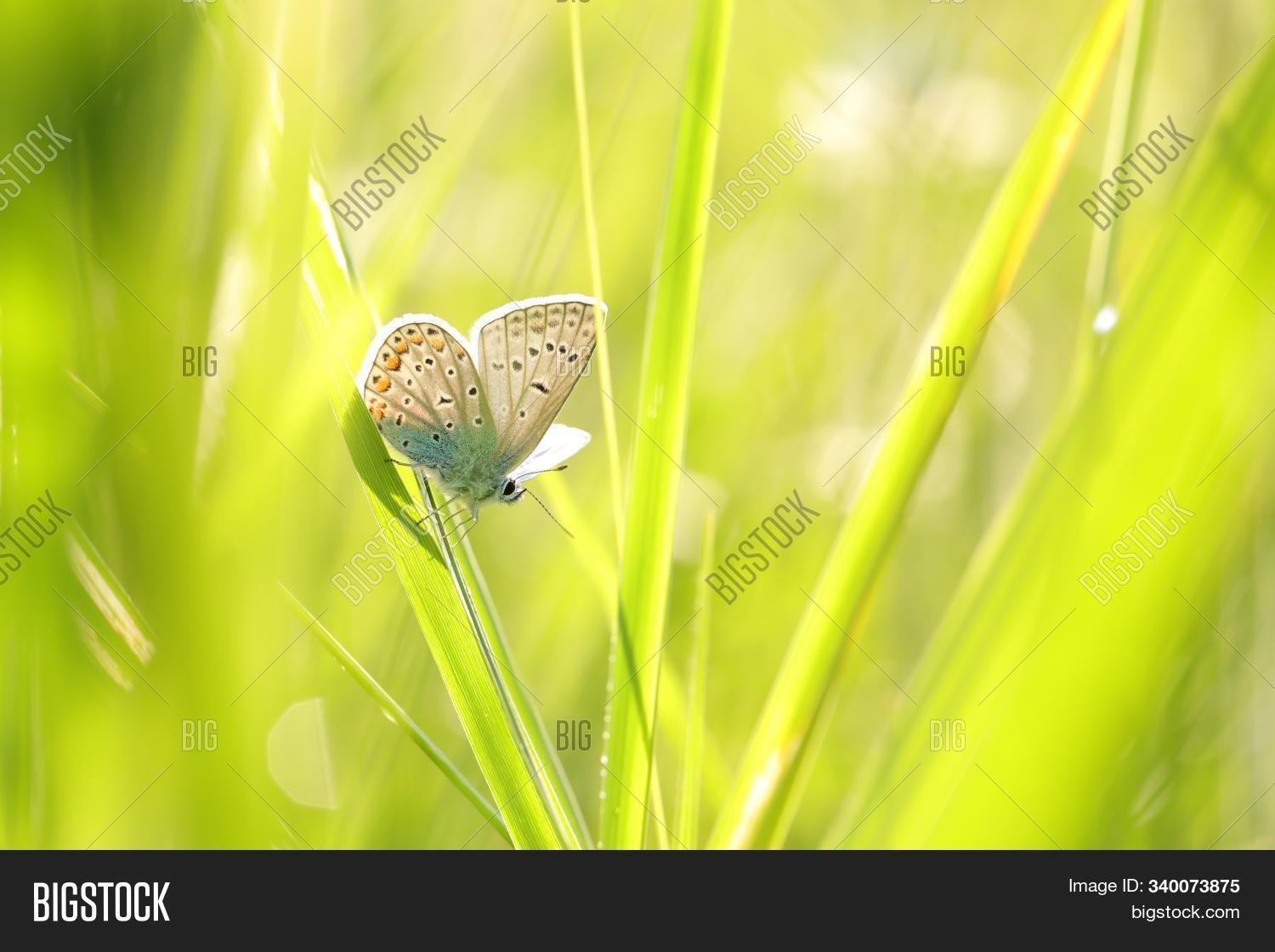 Butterfly Spring Image & Photo (Free Trial) | Bigstock
