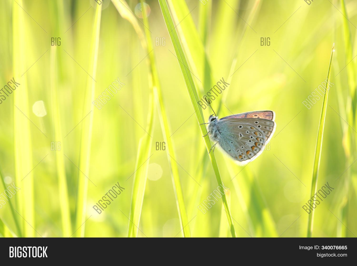 Butterfly Spring Image & Photo (Free Trial) | Bigstock