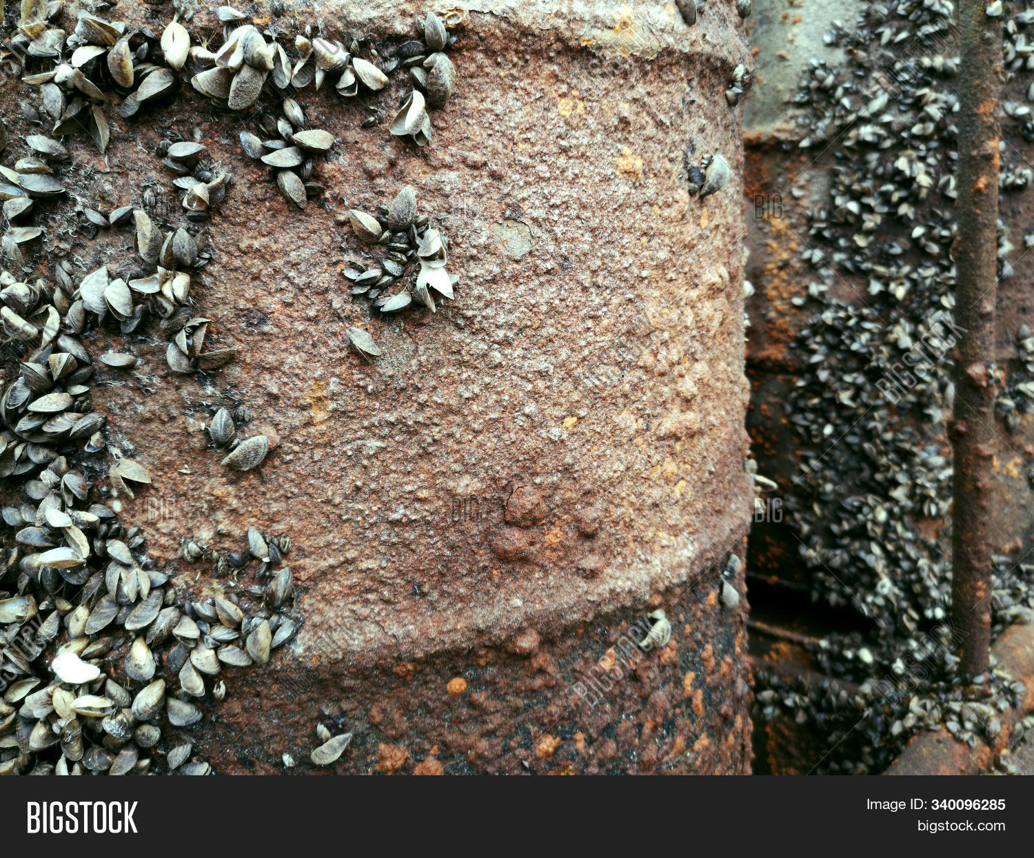 Rusty Barrels Shells. Image & Photo (Free Trial) | Bigstock