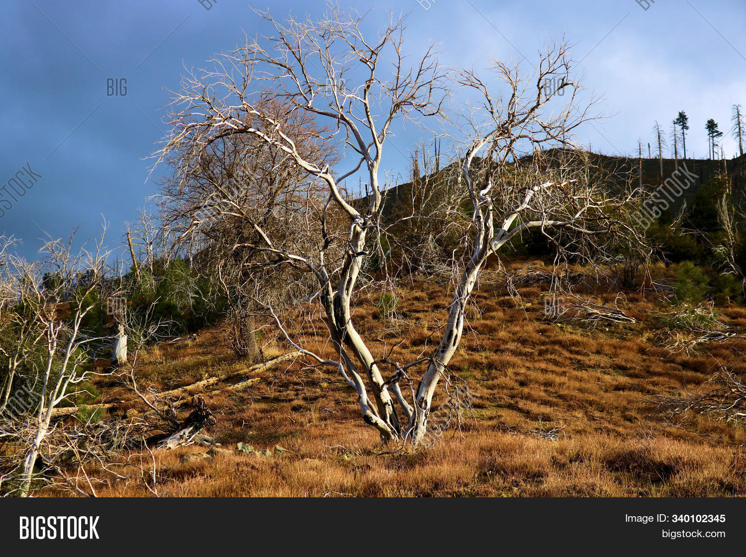 Burnt Tree On Meadow Image & Photo (Free Trial) | Bigstock