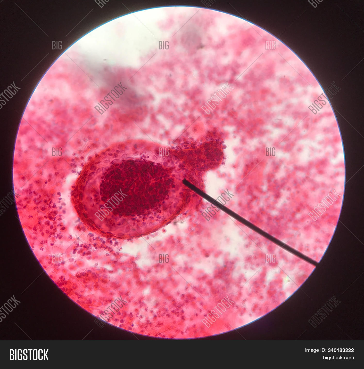 Cells Reproductive Image & Photo (Free Trial) | Bigstock